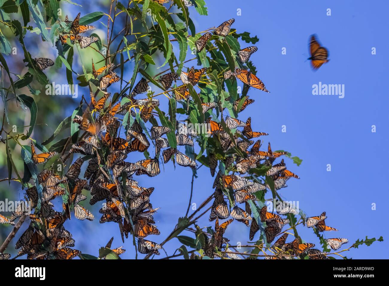 Monarch Butterflies, Danaus plexippus, wintering in a dense ...