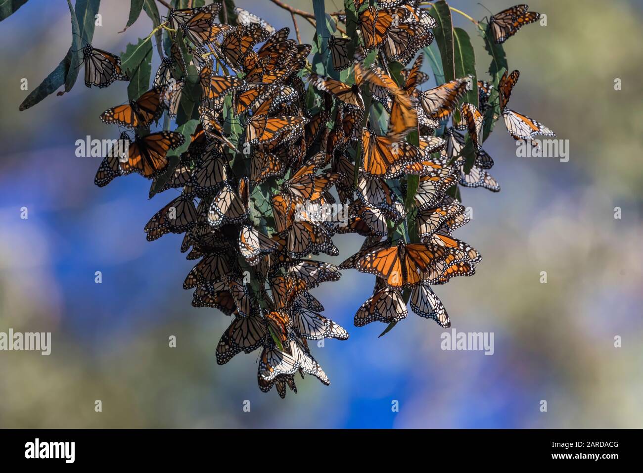 Monarch overwintering cluster hi-res stock photography and images - Alamy