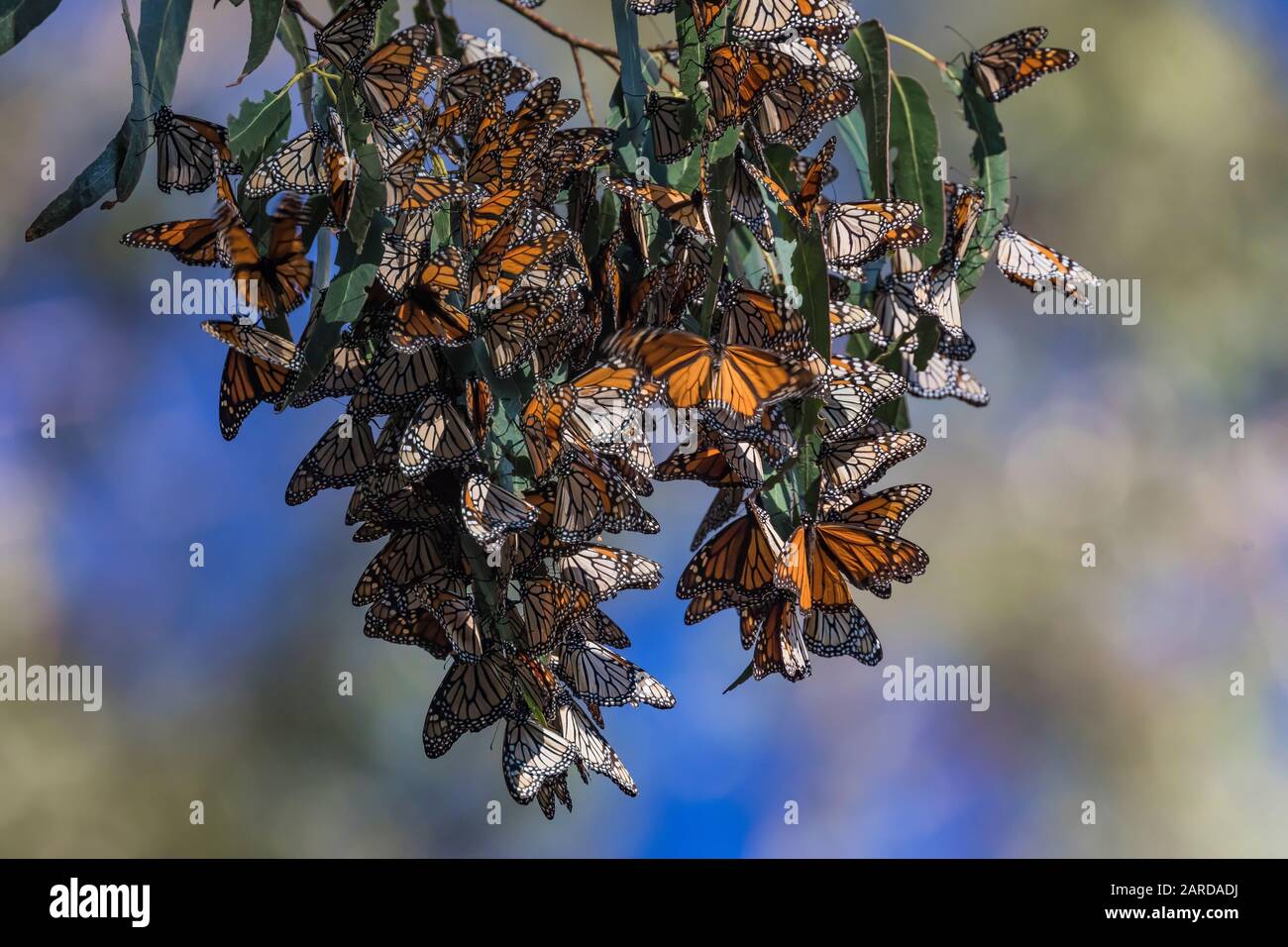 Monarch Butterflies, Danaus plexippus, wintering in a dense ...