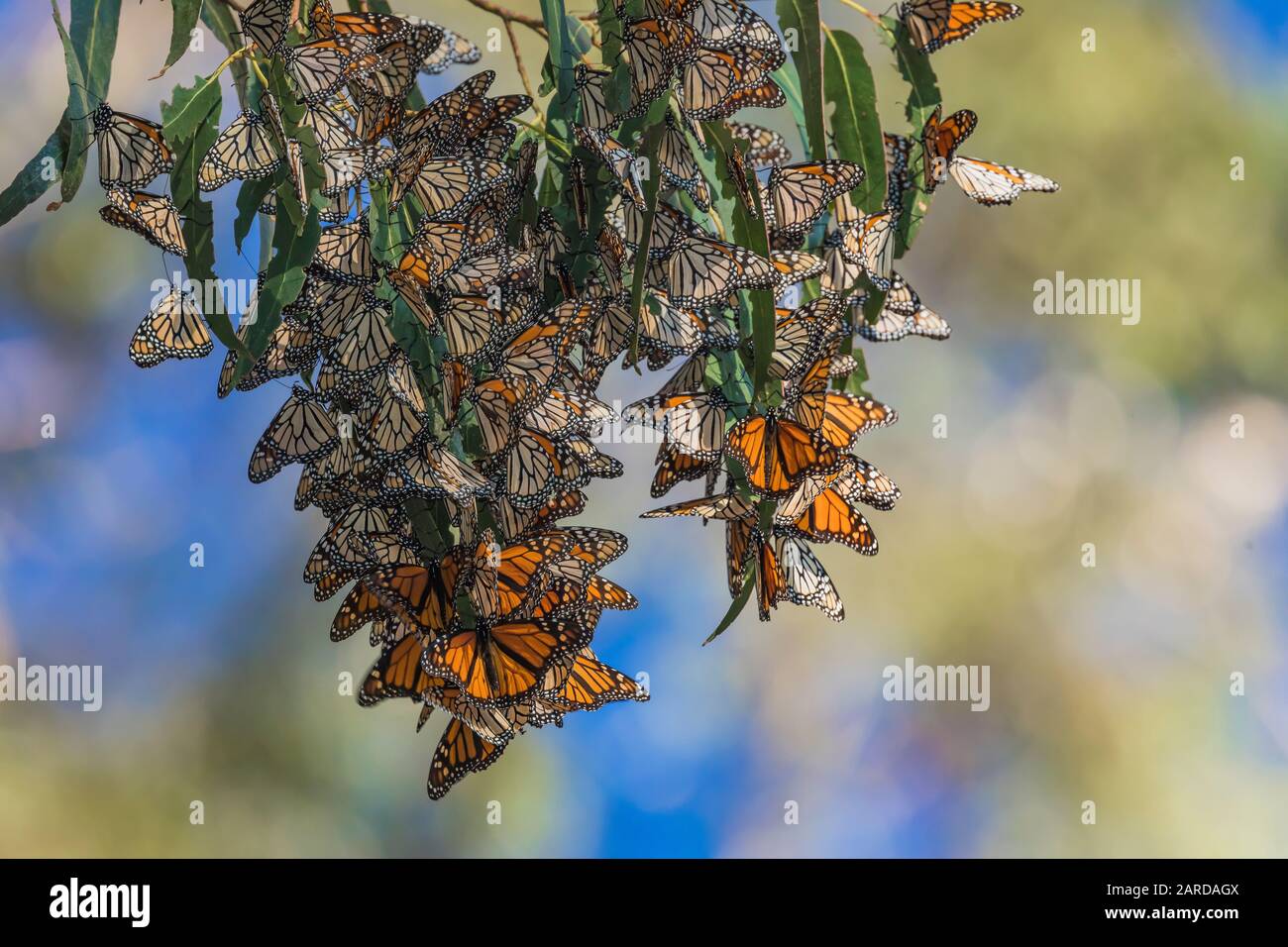 Monarch Butterflies, Danaus plexippus, wintering in a dense ...