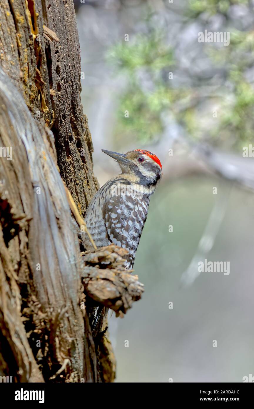 A male Ladder-Back Woodpecker searching for juicy grubs in the wood of ...