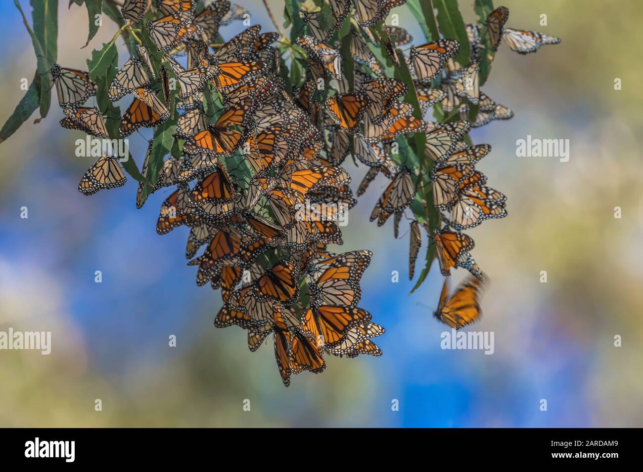 Monarch Butterflies, Danaus plexippus, wintering in a dense ...