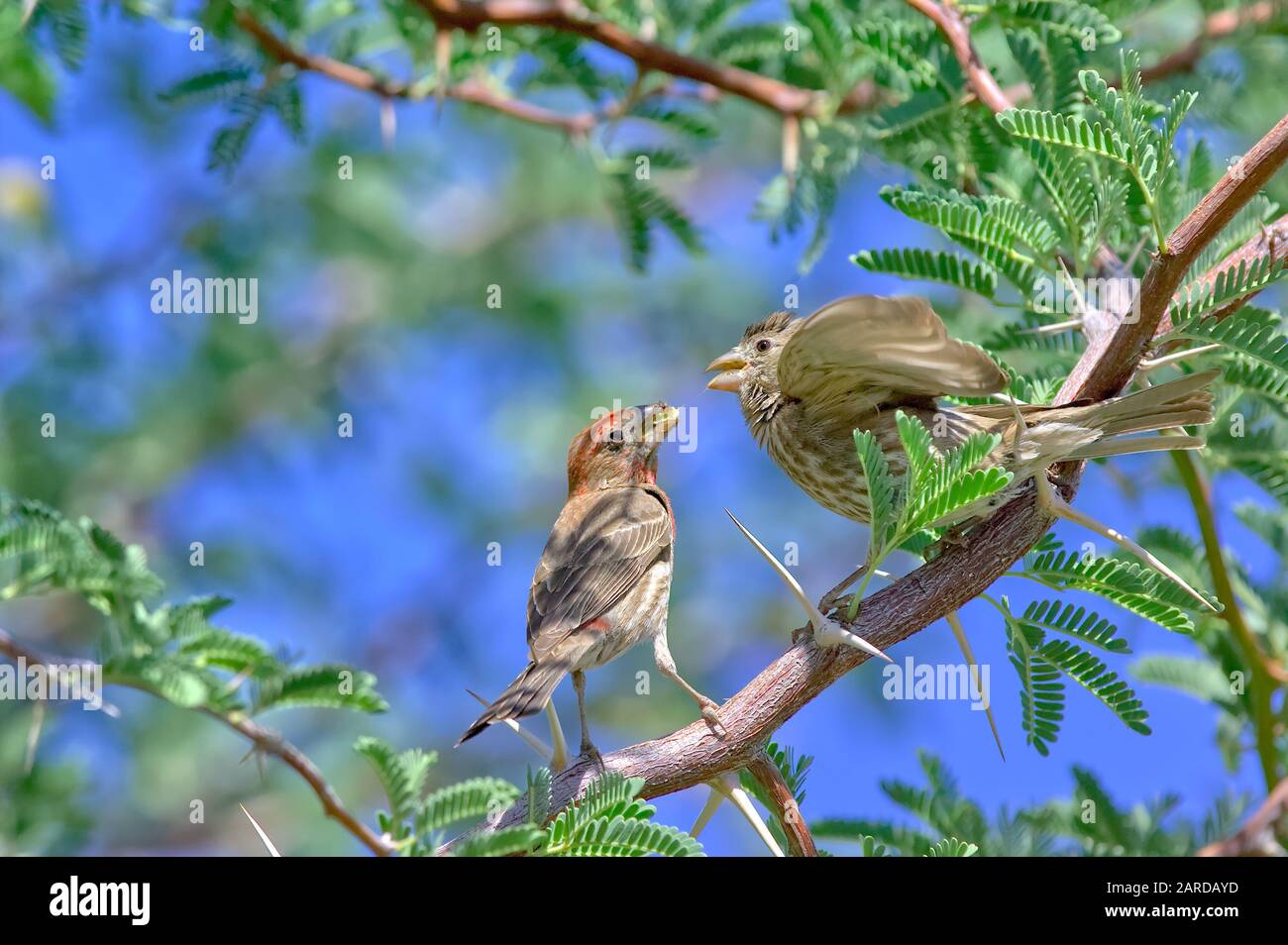 Juvenile house finch hi-res stock photography and images - Alamy