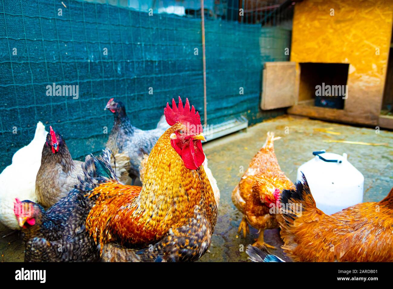 rooster hen chicken in home farming domestic Stock Photo - Alamy