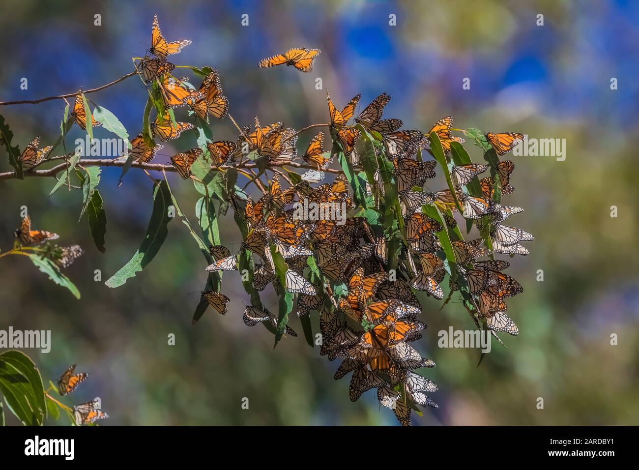 Monarch Butterflies, Danaus plexippus, wintering in a dense concentration at the Pismo Beach ...