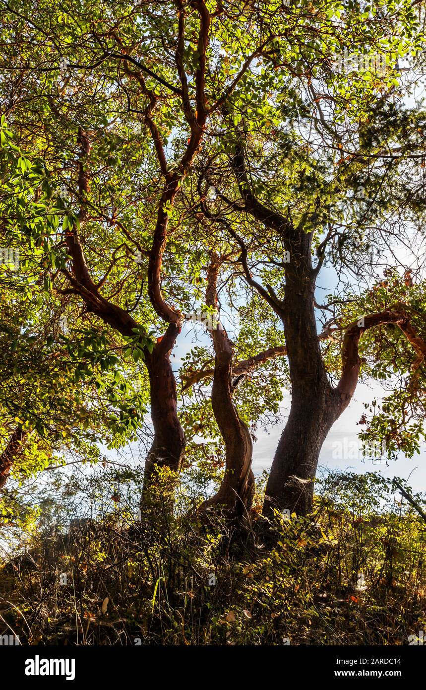 Dancing Madrone Trees, County Park, San Juan Island, Washington, USA ...