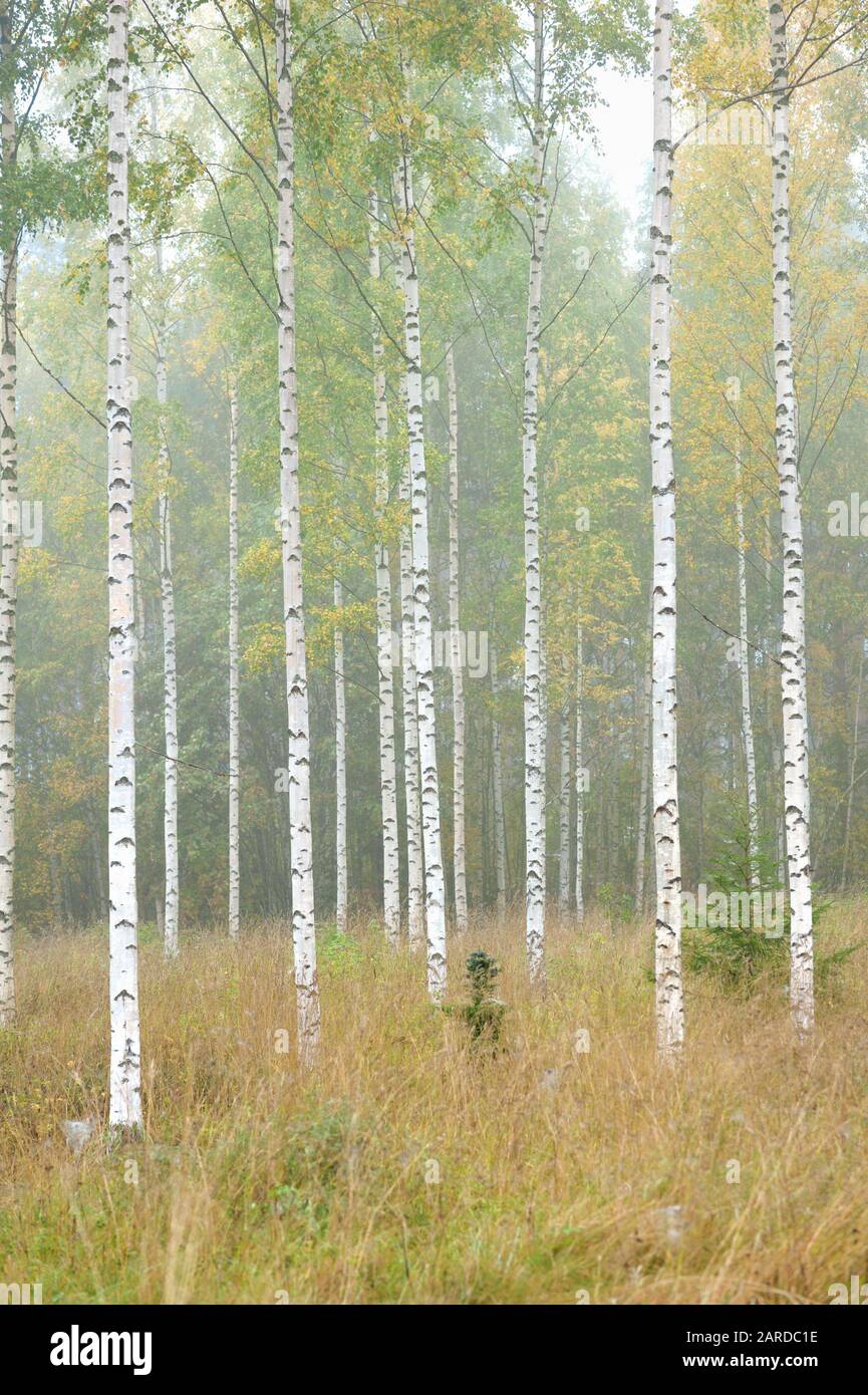 Autumn forest and birch trees Stock Photo - Alamy