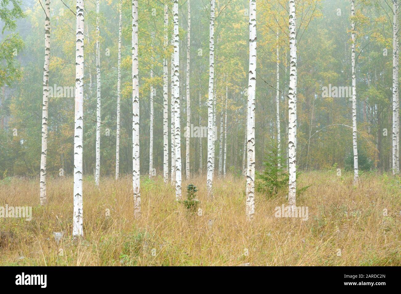 Birch tree forest hi-res stock photography and images - Alamy