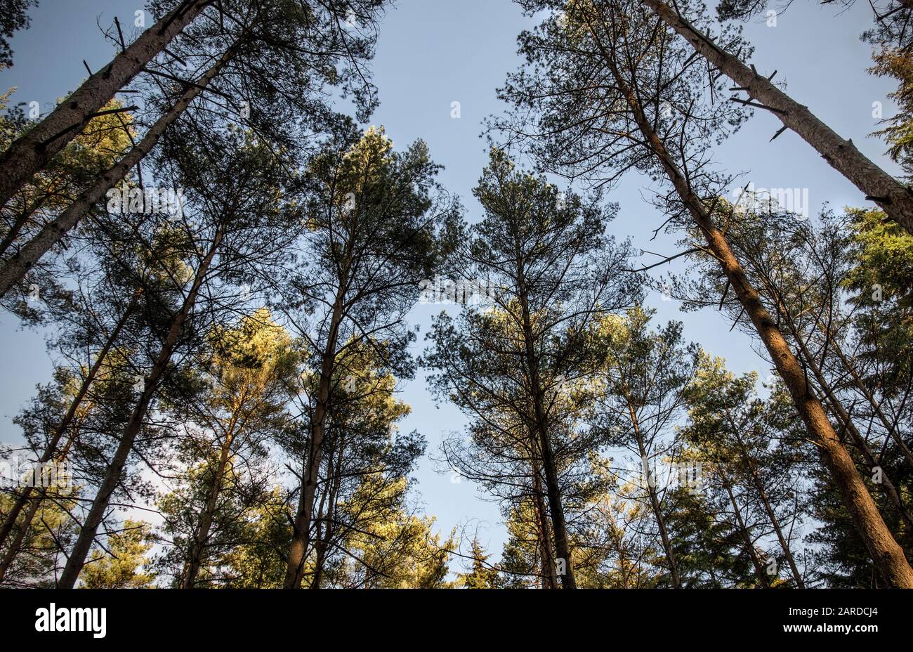 Kent pine forest hi-res stock photography and images - Alamy