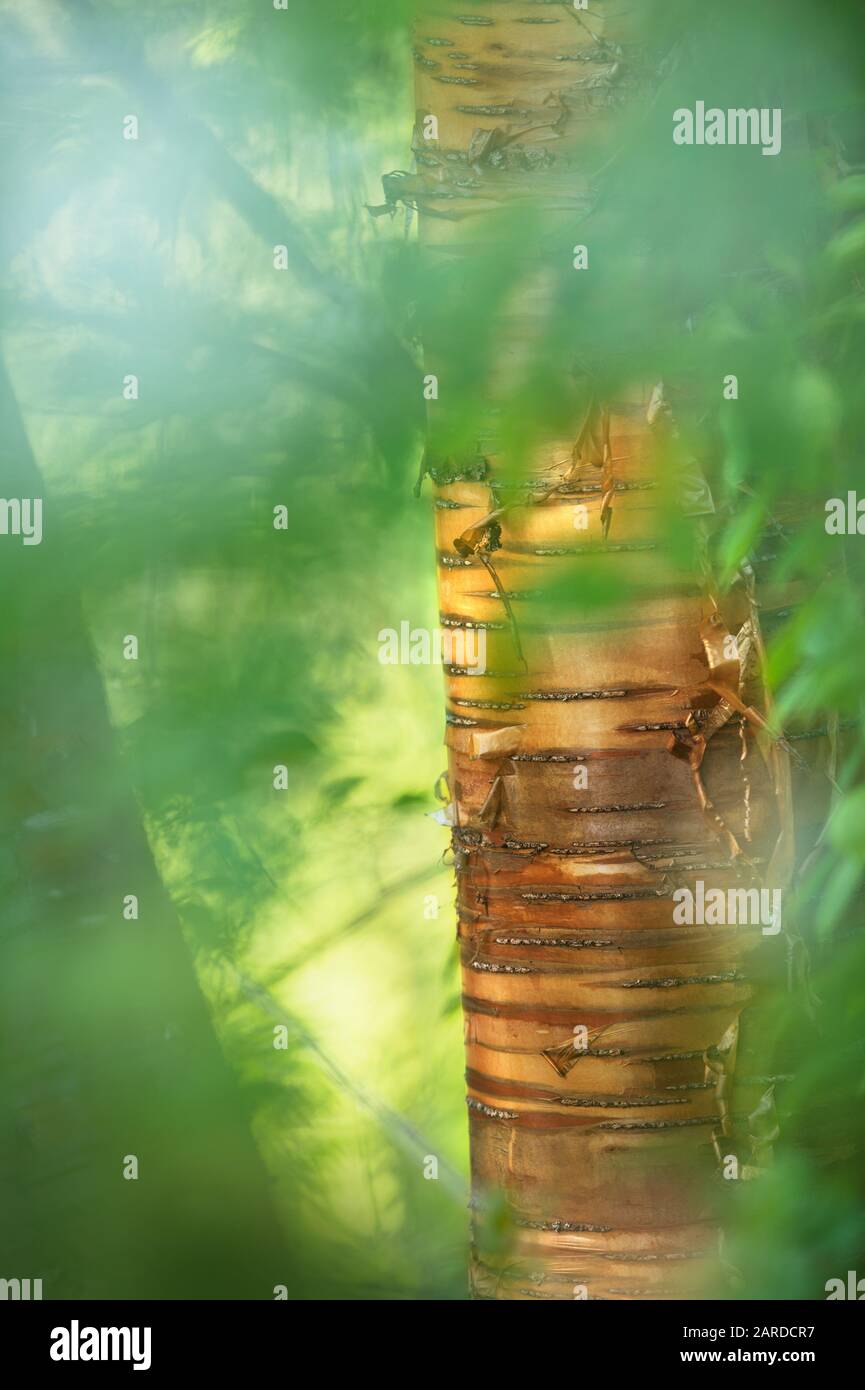 Manchurian cherry (Prunus maackii) tree trunk Stock Photo - Alamy