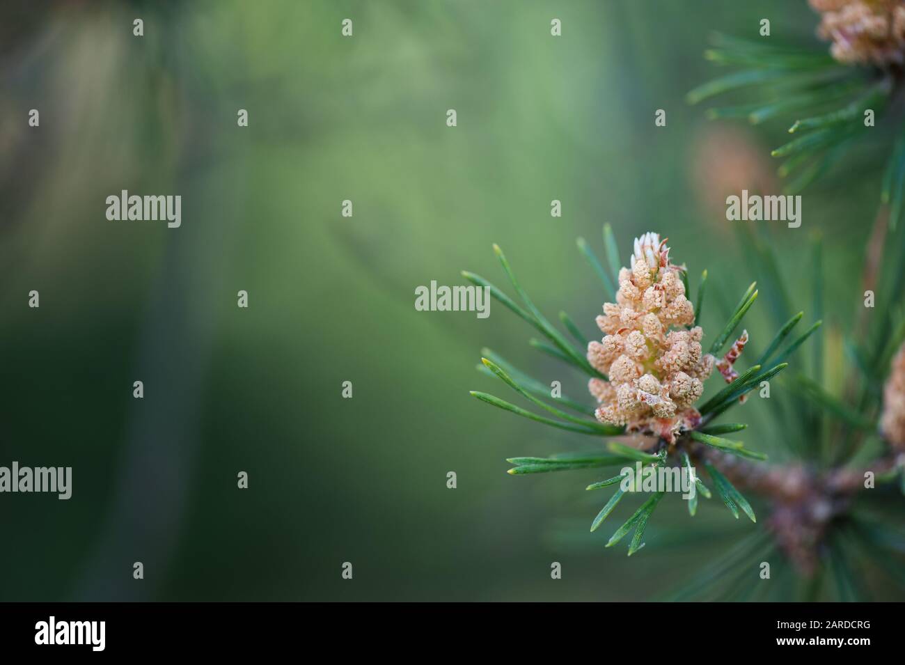 Male pine cone hi-res stock photography and images - Alamy