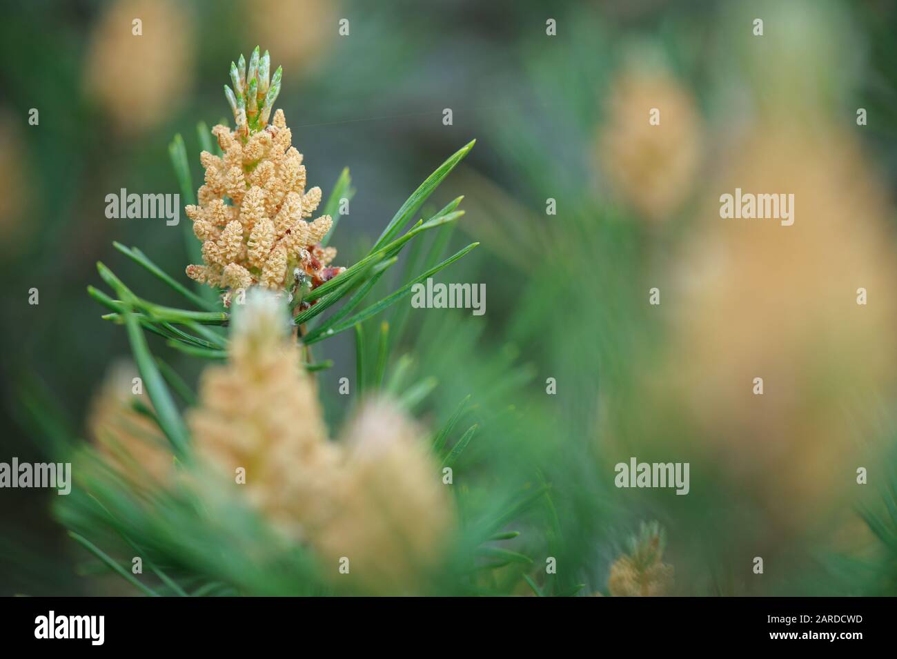 Male pine cone hi-res stock photography and images - Alamy