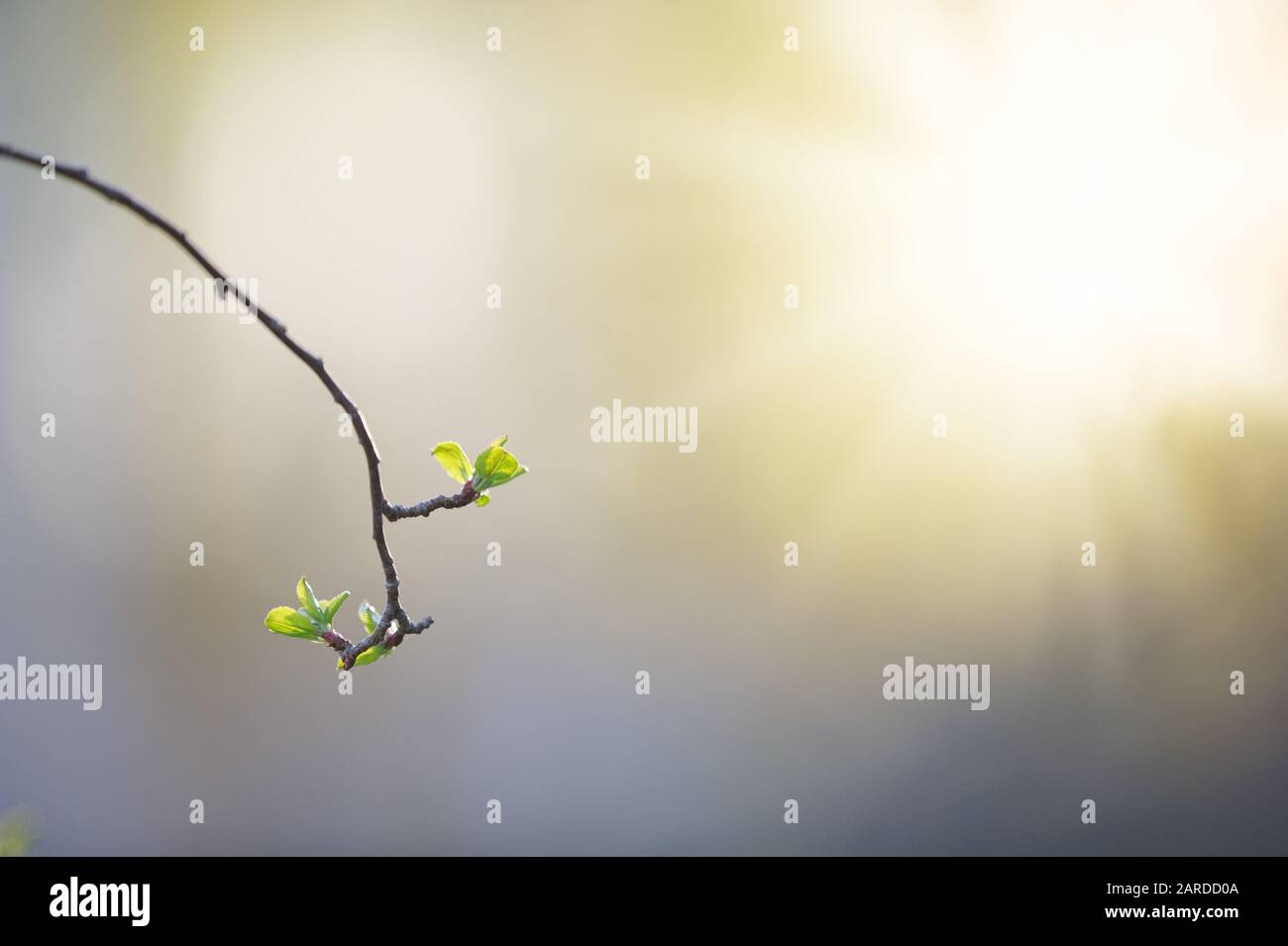 Apple tree leaves in spring Stock Photo - Alamy