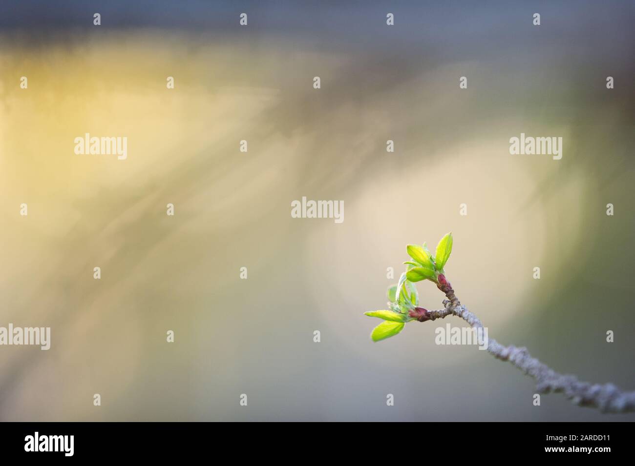 Apple tree leaves hi-res stock photography and images - Alamy