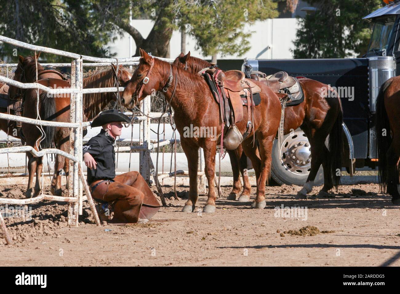 Arizona National Livestock Show, Phoenix, Arizona Stock Photo - Alamy