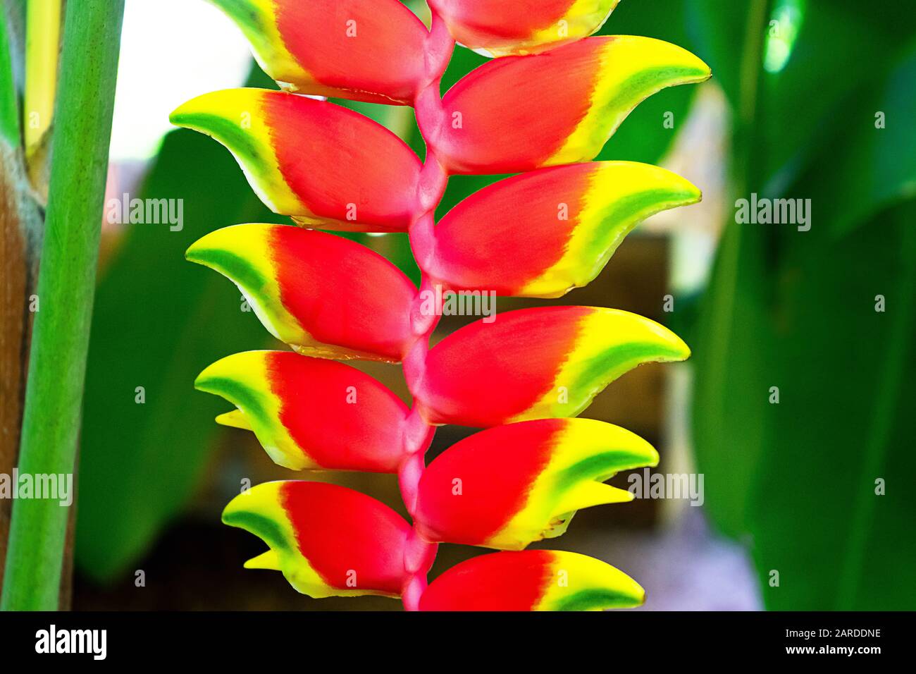Exotic flower background. Concept tropical holiday. Beautiful red ...