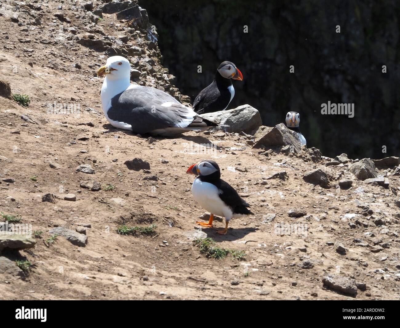 Three puffins and a lesser black-backed gull on a cliff edge, Skomer ...