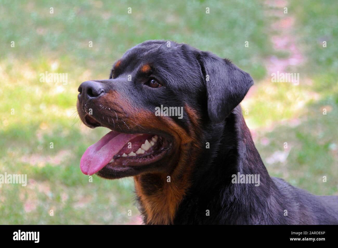 Rottweiler Profile High Resolution Stock Photography and Images - Alamy