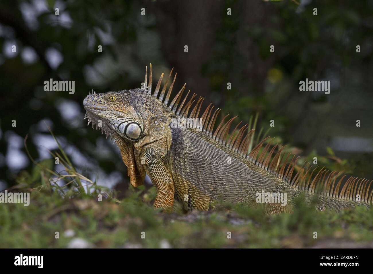 Green Iguana are a dramatic sight, especially in courtship and breeding ...