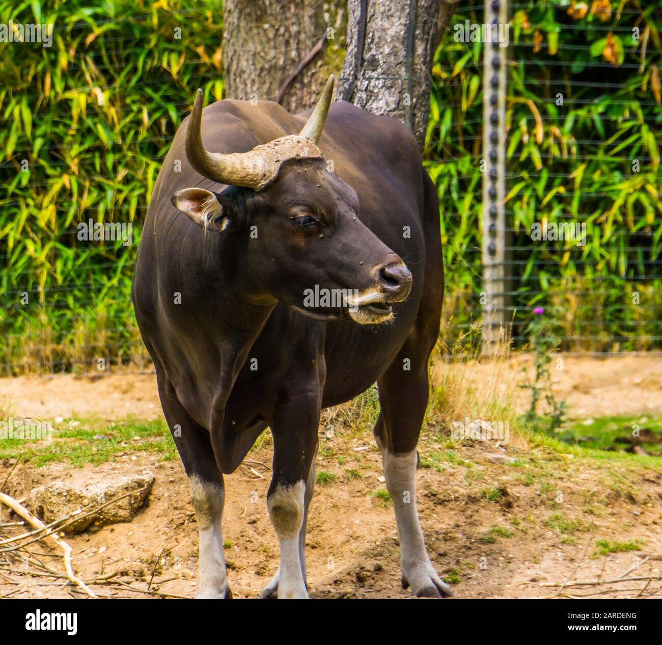 Balinese cattle hi-res stock photography and images - Alamy