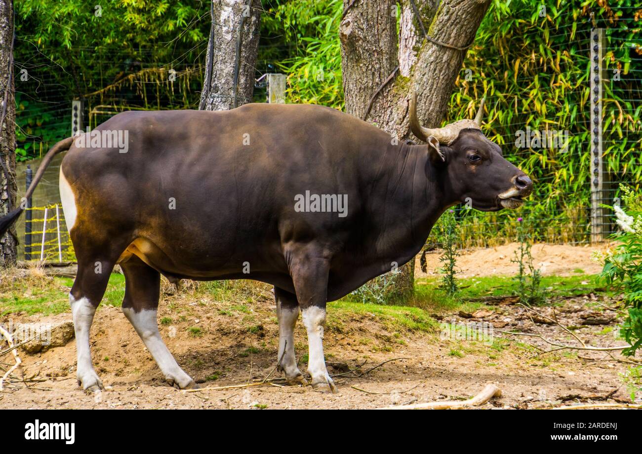 portrait of a black banteng bull in the pasture, Endangered animal ...