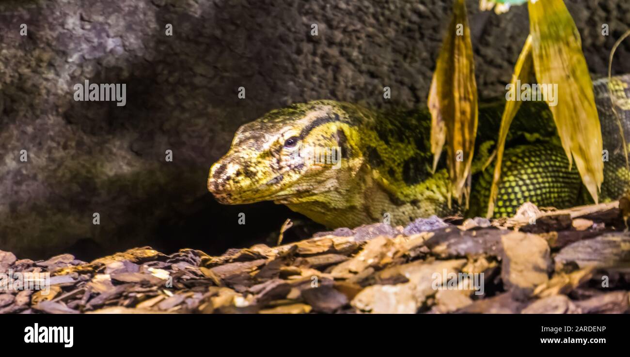 India water monitor lizard varanus hi-res stock photography and images ...