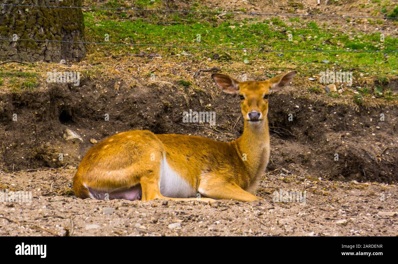 closeup portrait of a female eld's deer laying on the ground ...