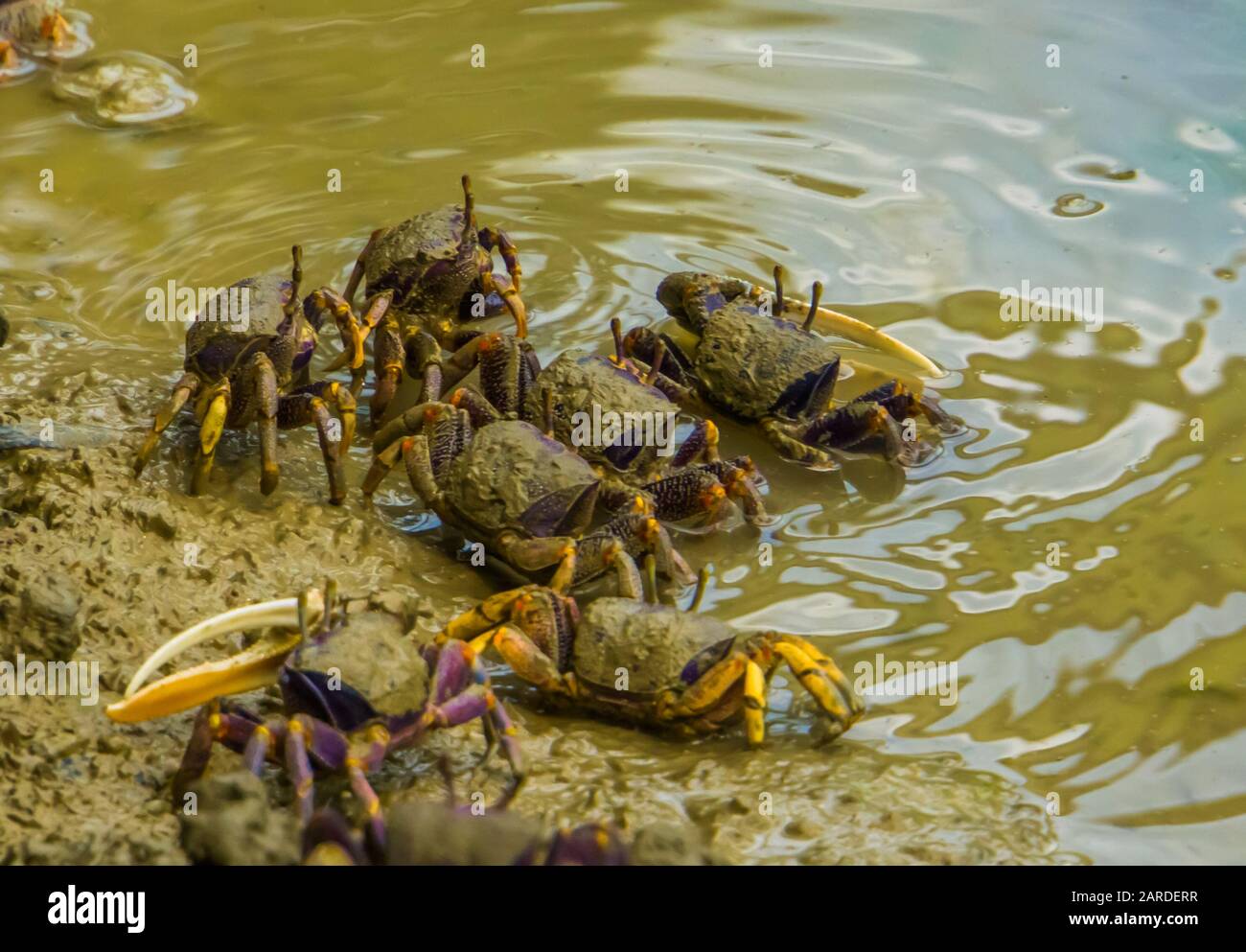 Fiddler crabs hi-res stock photography and images - Alamy