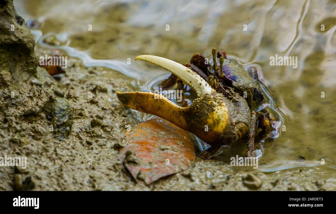 closeup portrait of a male fiddler crab with a huge claw, tropical ...