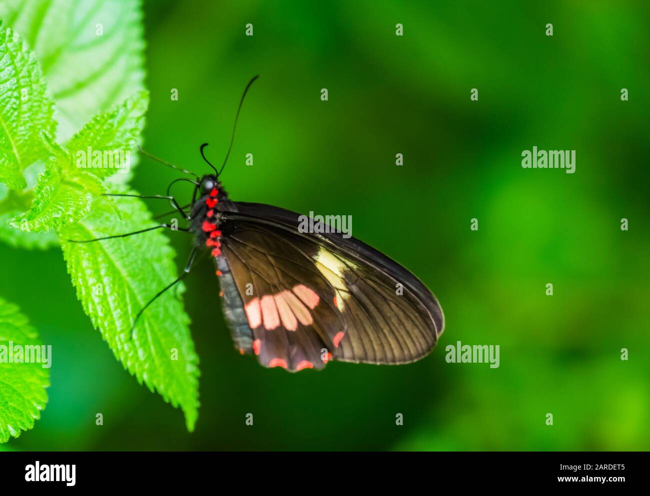 closeup of a arcas cattleheart butterfly, ventral view, tropical insect ...