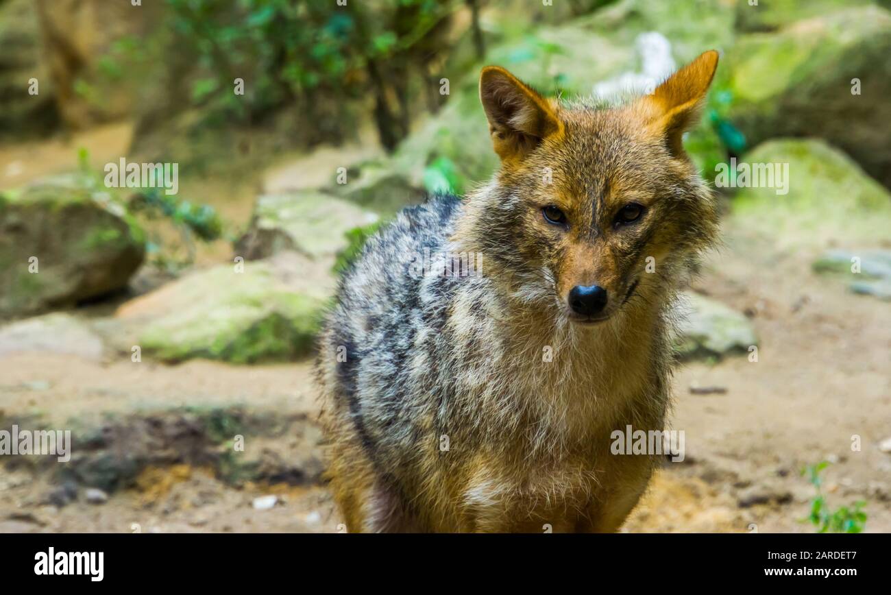 Golden jackal in closeup, wild dog specie from Eurasia Stock Photo - Alamy