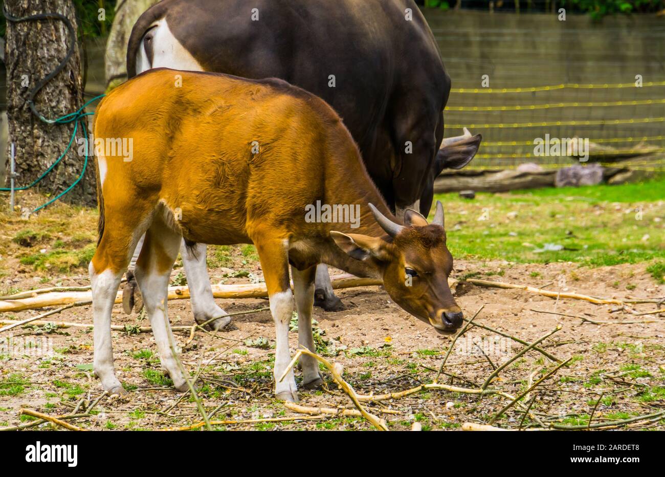 Java banteng cow in closeup, Endagered animal specie from Indonesia ...
