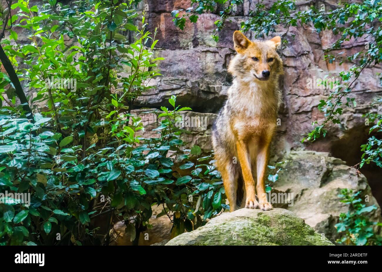 Golden jackals zoo hi-res stock photography and images - Alamy