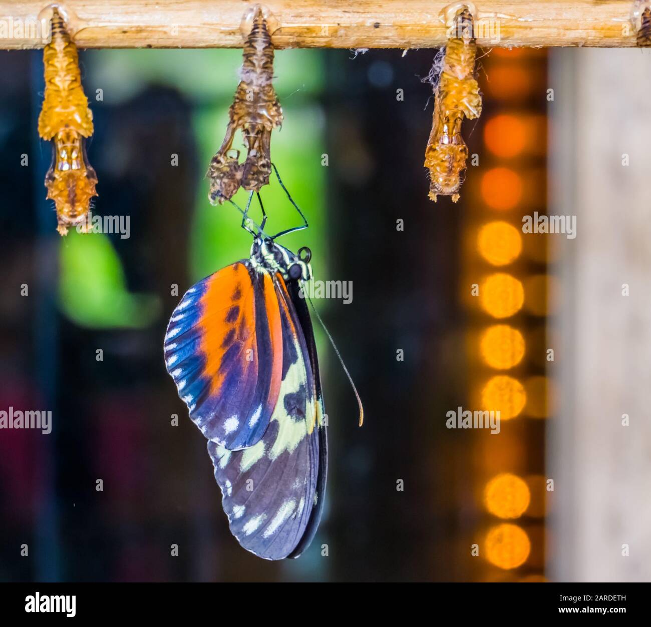 Cracker butterfly hi-res stock photography and images - Alamy