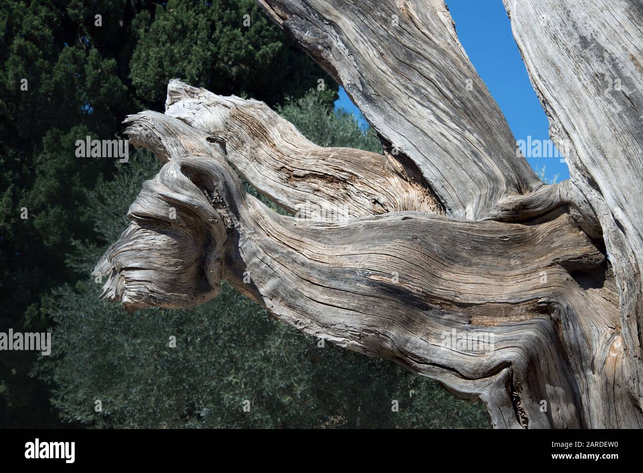 Dog by a tree hi-res stock photography and images - Alamy