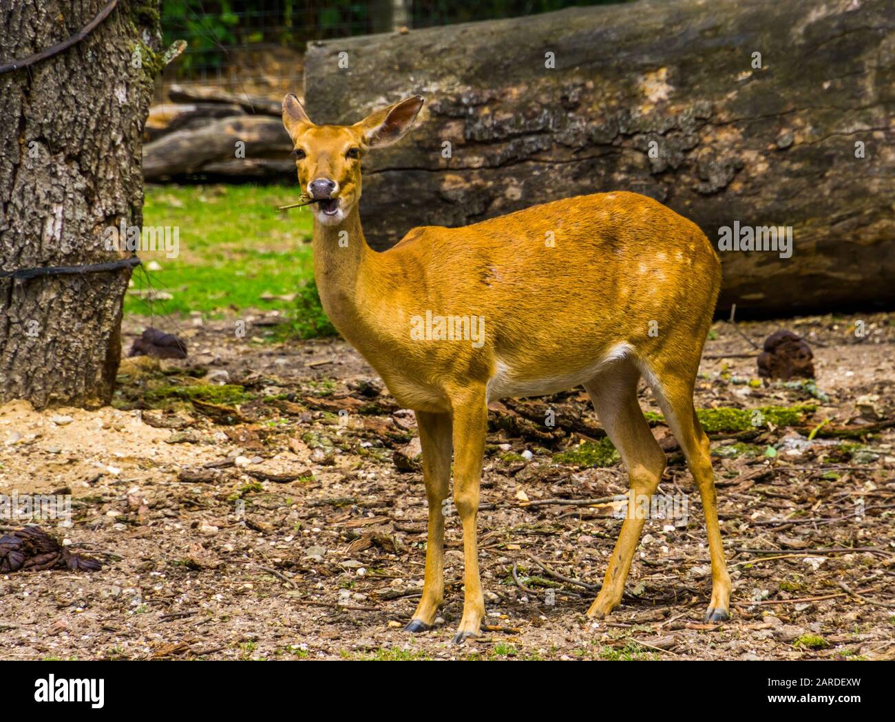 Female eld's deer looking in the camera in closeup, Endangered animal ...
