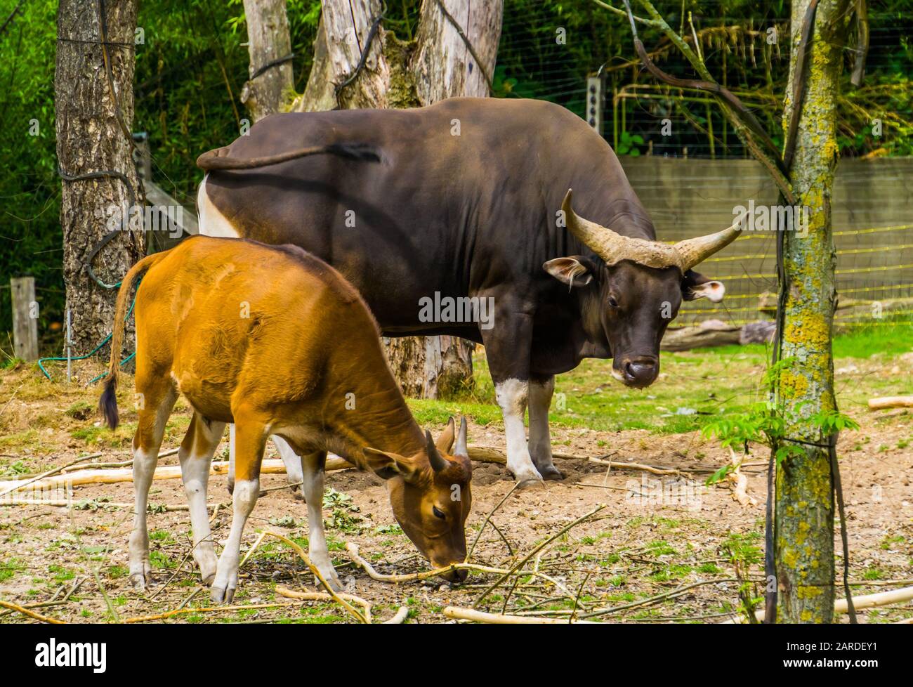 beautiful portrait of a banteng cow and bull together in the pasture ...