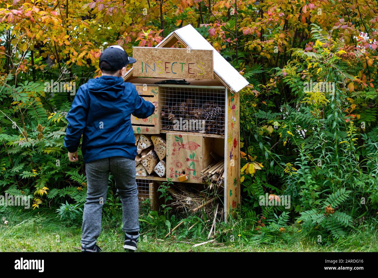Boy looking at insects hi-res stock photography and images - Alamy