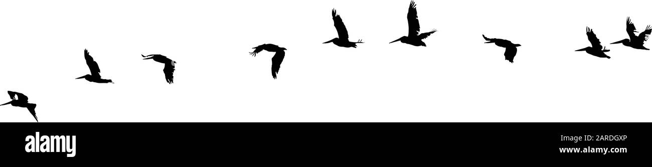 Pelicans vector vectors hi-res stock photography and images - Alamy