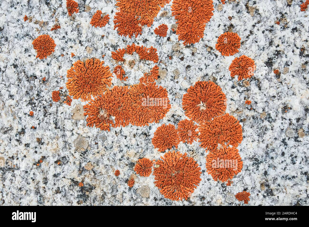 Texture rocks. Seamless stone texture with fragments of rocks and ...