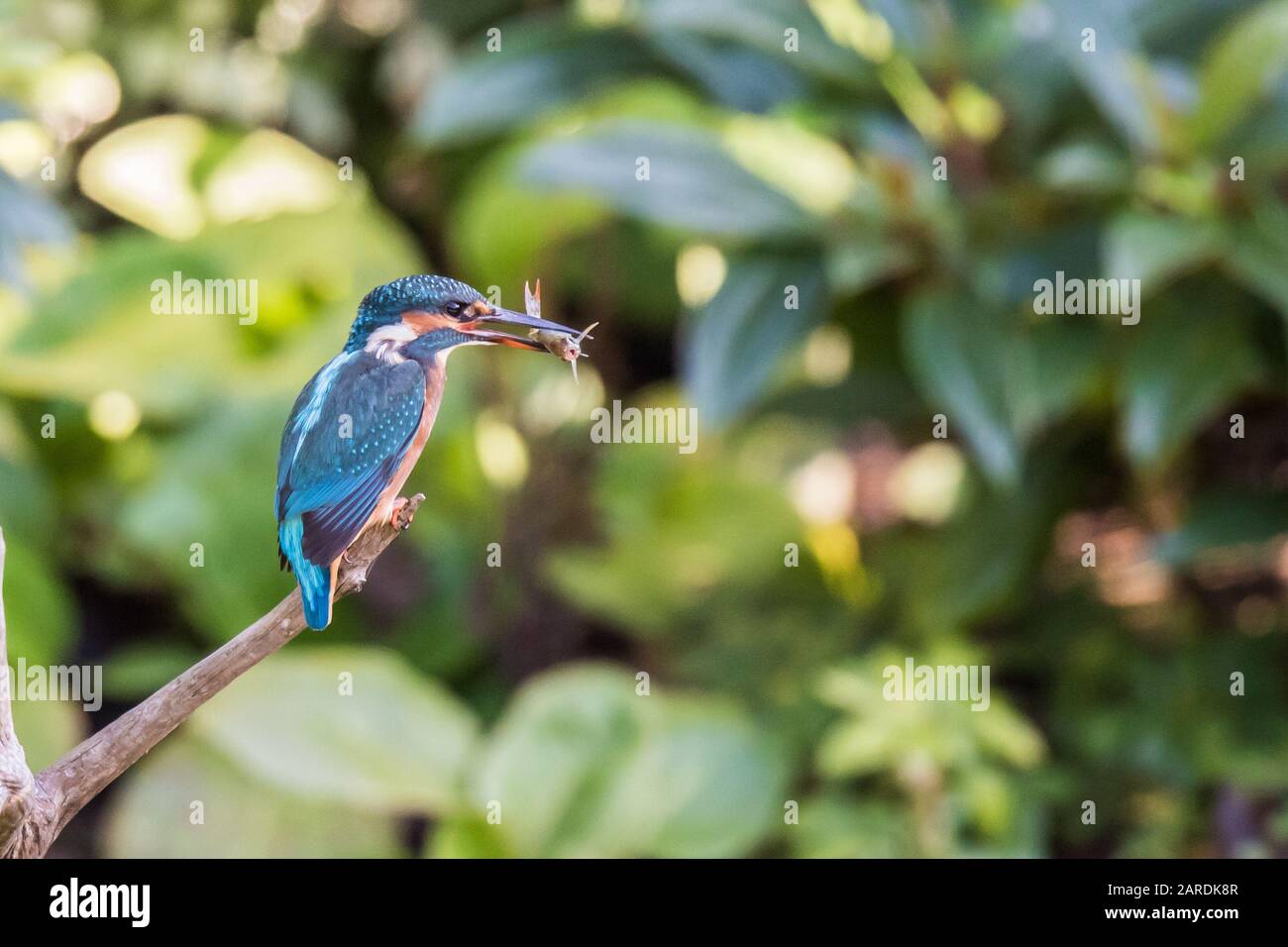 Kingfisher tree branch hi-res stock photography and images - Alamy