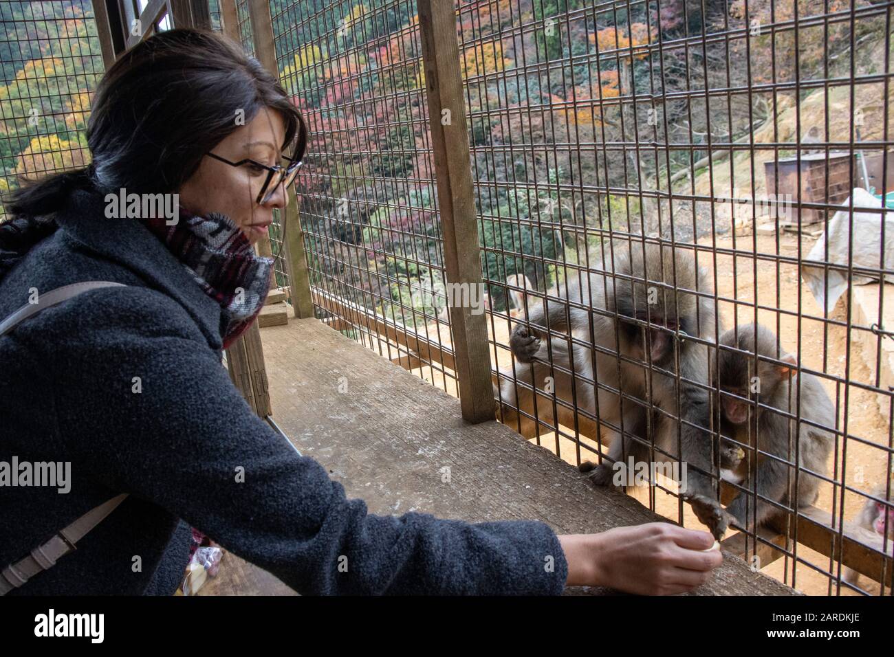 woman feeding Japanese macaque monkeys in Iwatayama Monkey Park ...