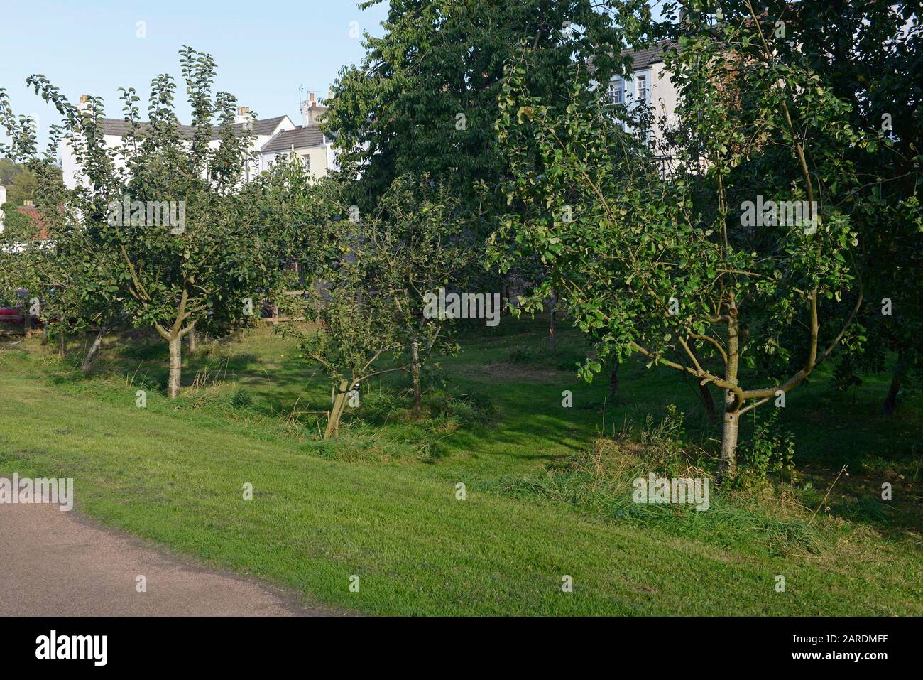 Apple trees in a community garden near the castle, Chepstow, Wales, UK ...
