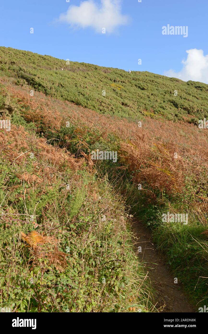 Coastal path leading from Caswell Bay beach at Mumbles on the Gower ...