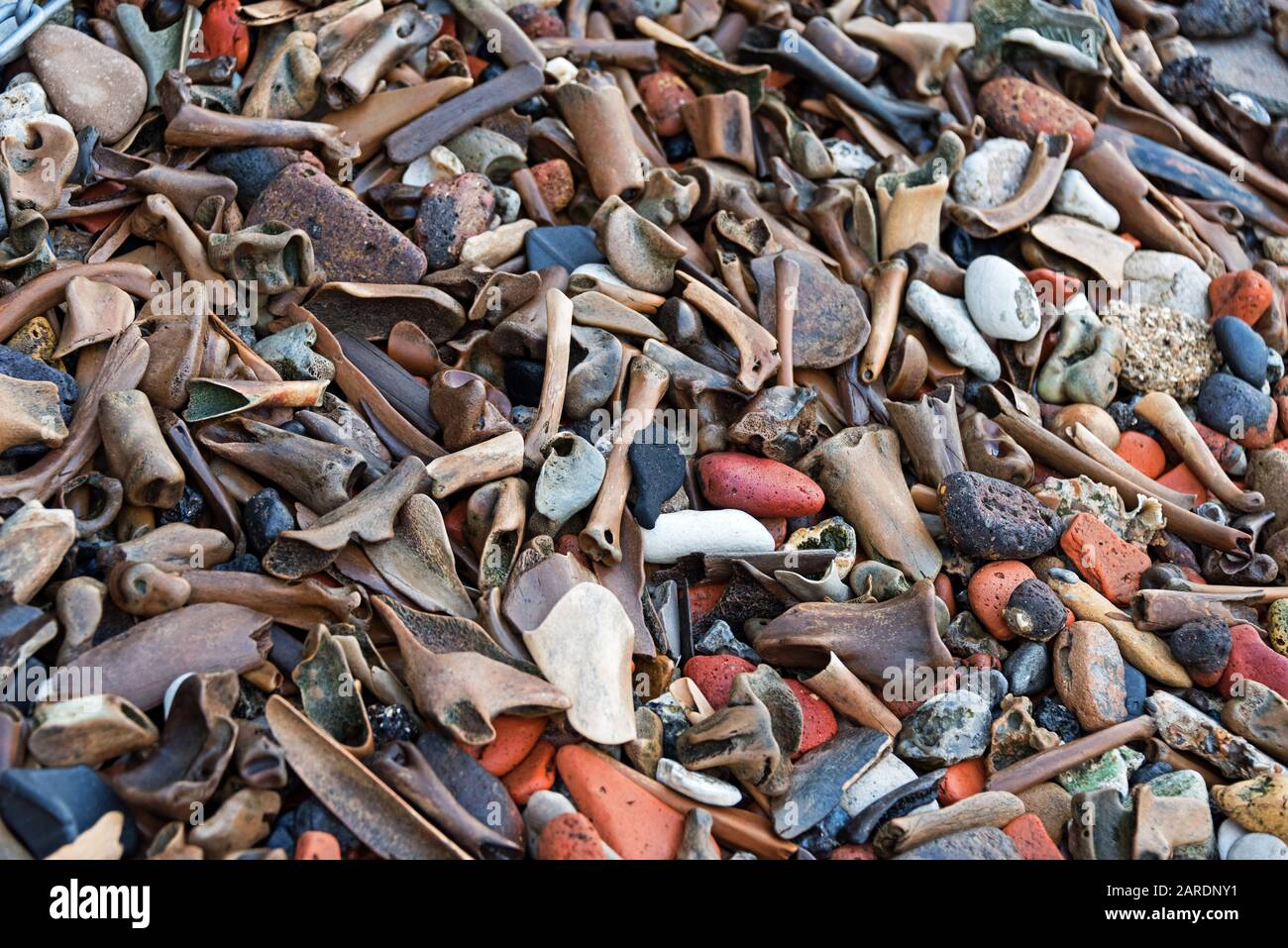 Old animal bones washed up along the Thames, London, UK Stock Photo - Alamy