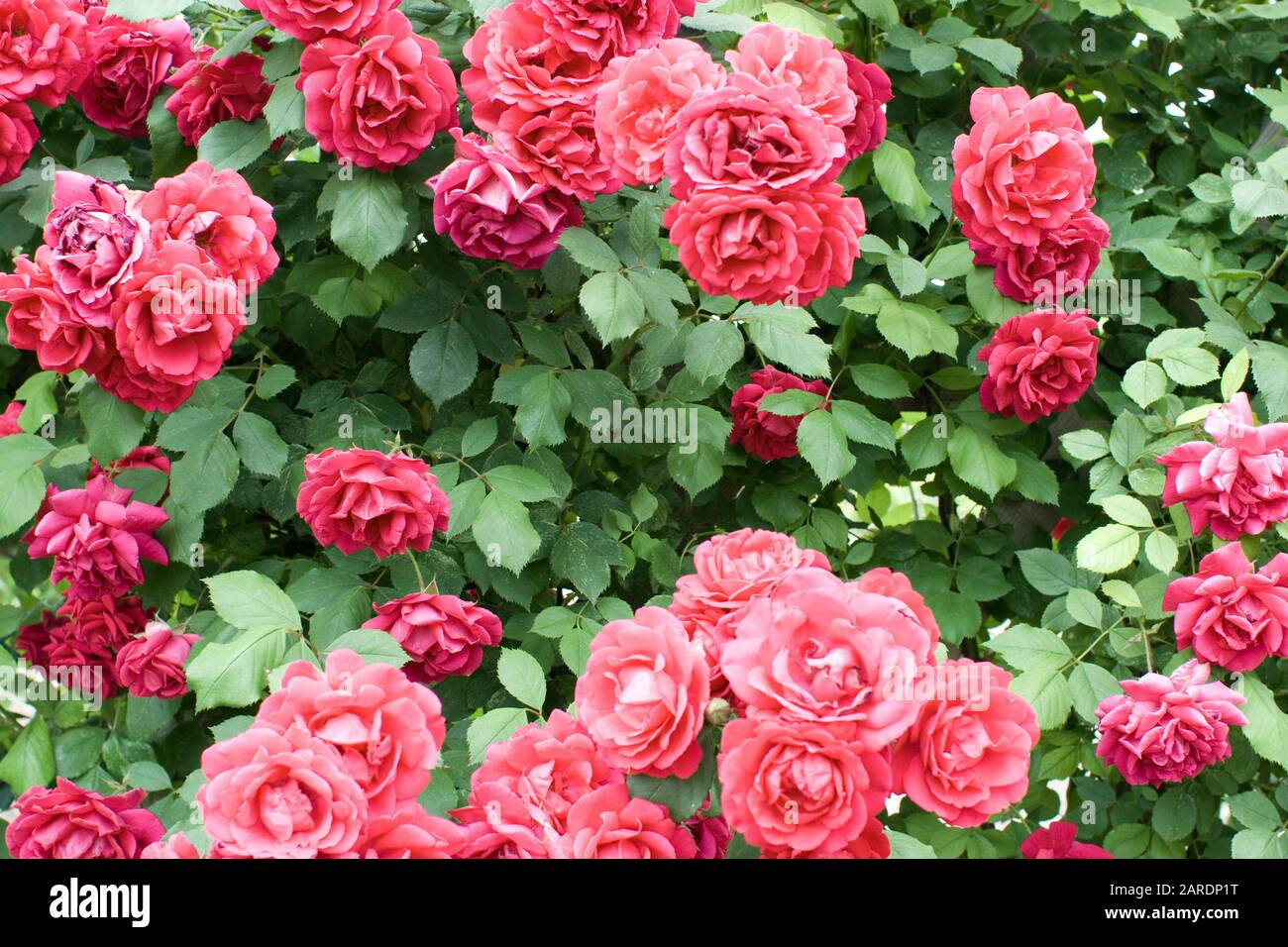 Beautiful variety rose grown hi-res stock photography and images - Alamy