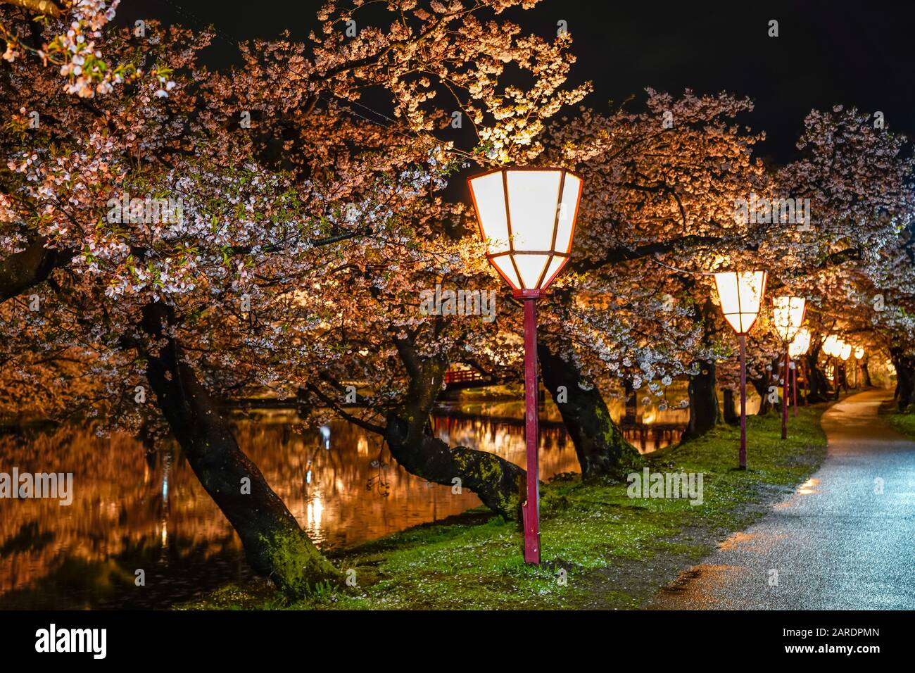 Spring night night with flowers and cherry blossoms pink hi-res stock ...