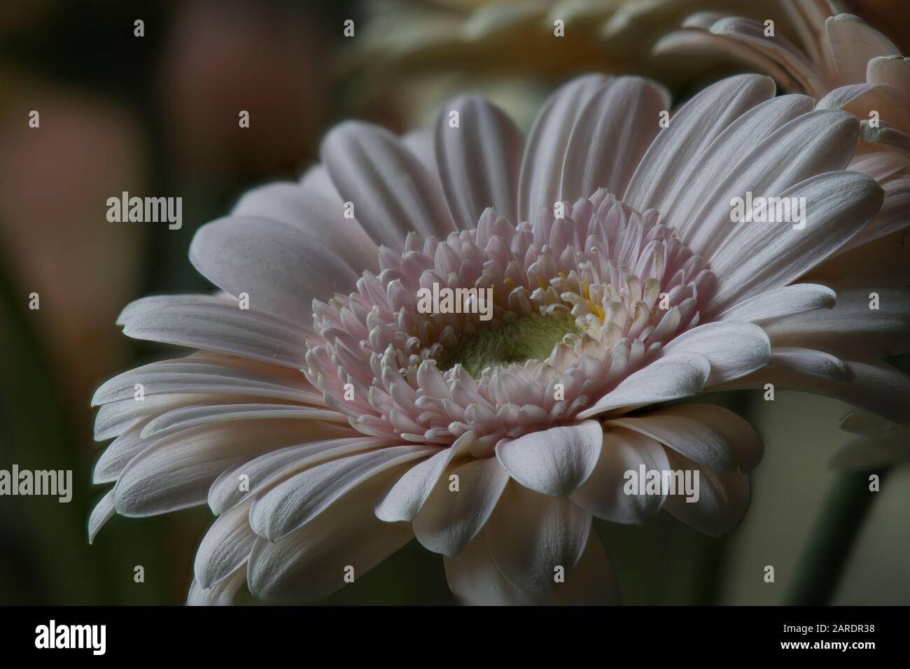 Stacked macro hi-res stock photography and images - Alamy