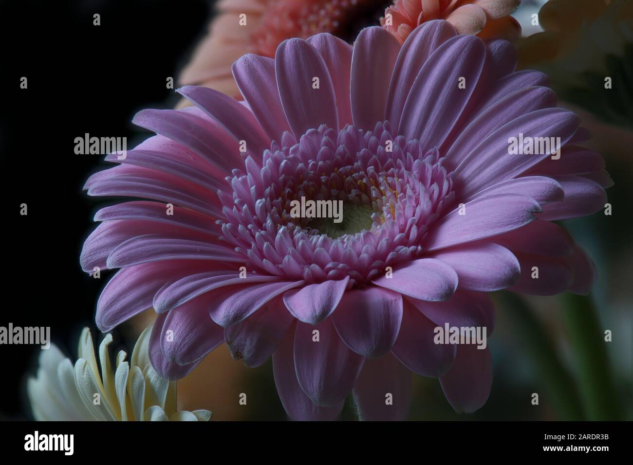 Stacked macro hi-res stock photography and images - Alamy