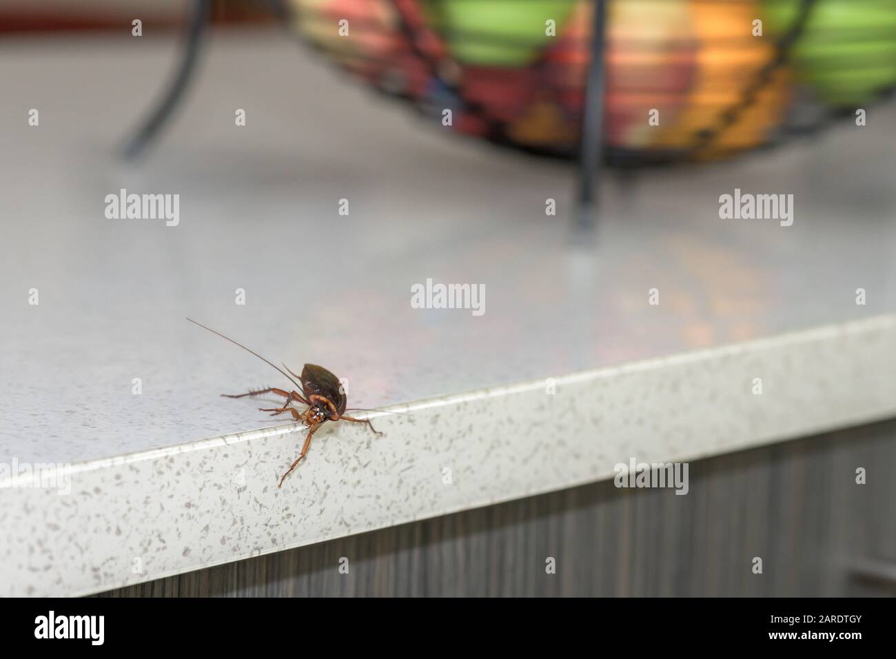 Cockroach kitchen hi-res stock photography and images - Alamy